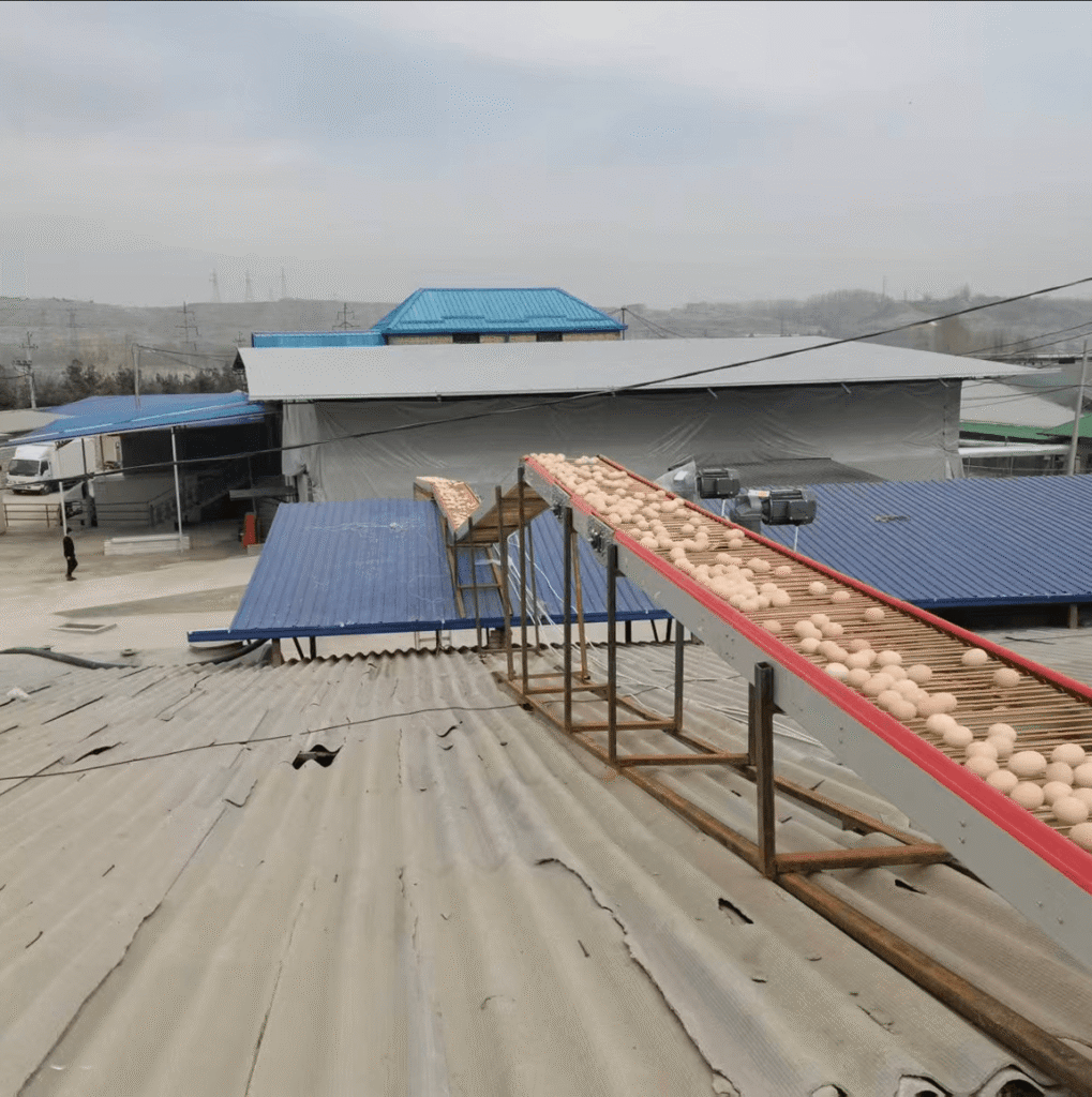 Why Use Egg Conveyor System in Poultry Farms ? - WEIFANG FLT CHAIN CO ...